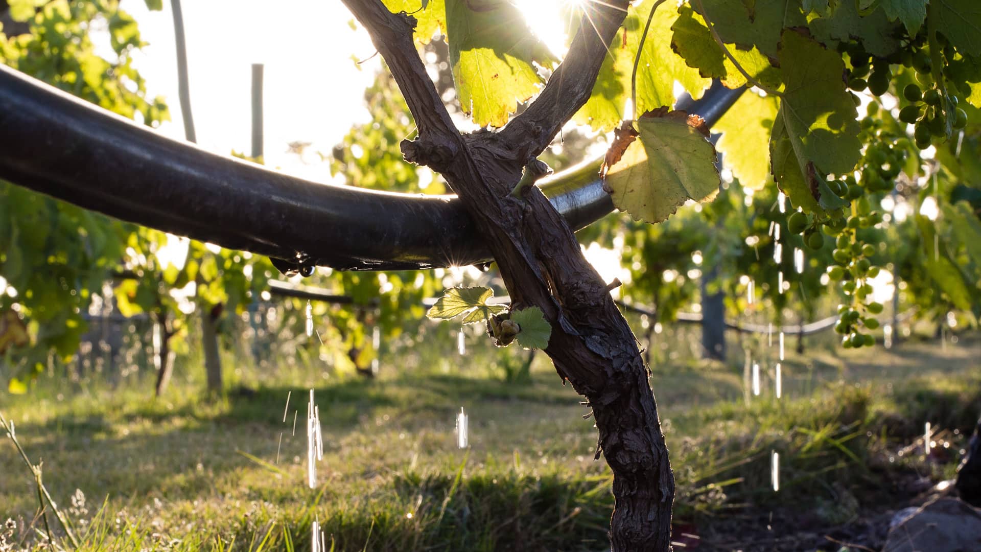 How compost reduces irrigation requirements and conserves water - Jeffries